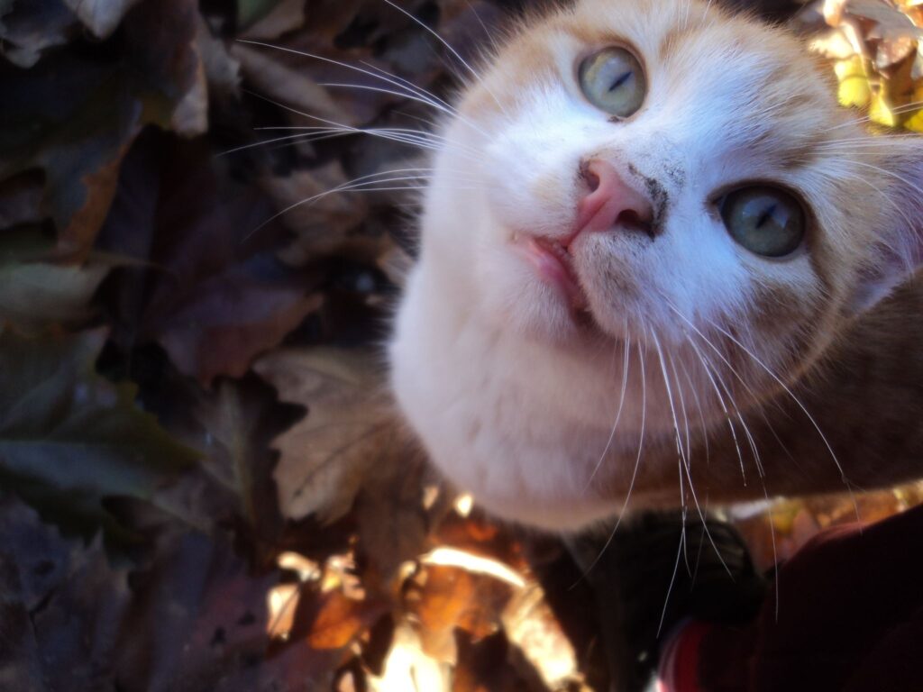 Angry While Learning Greek? What To Do